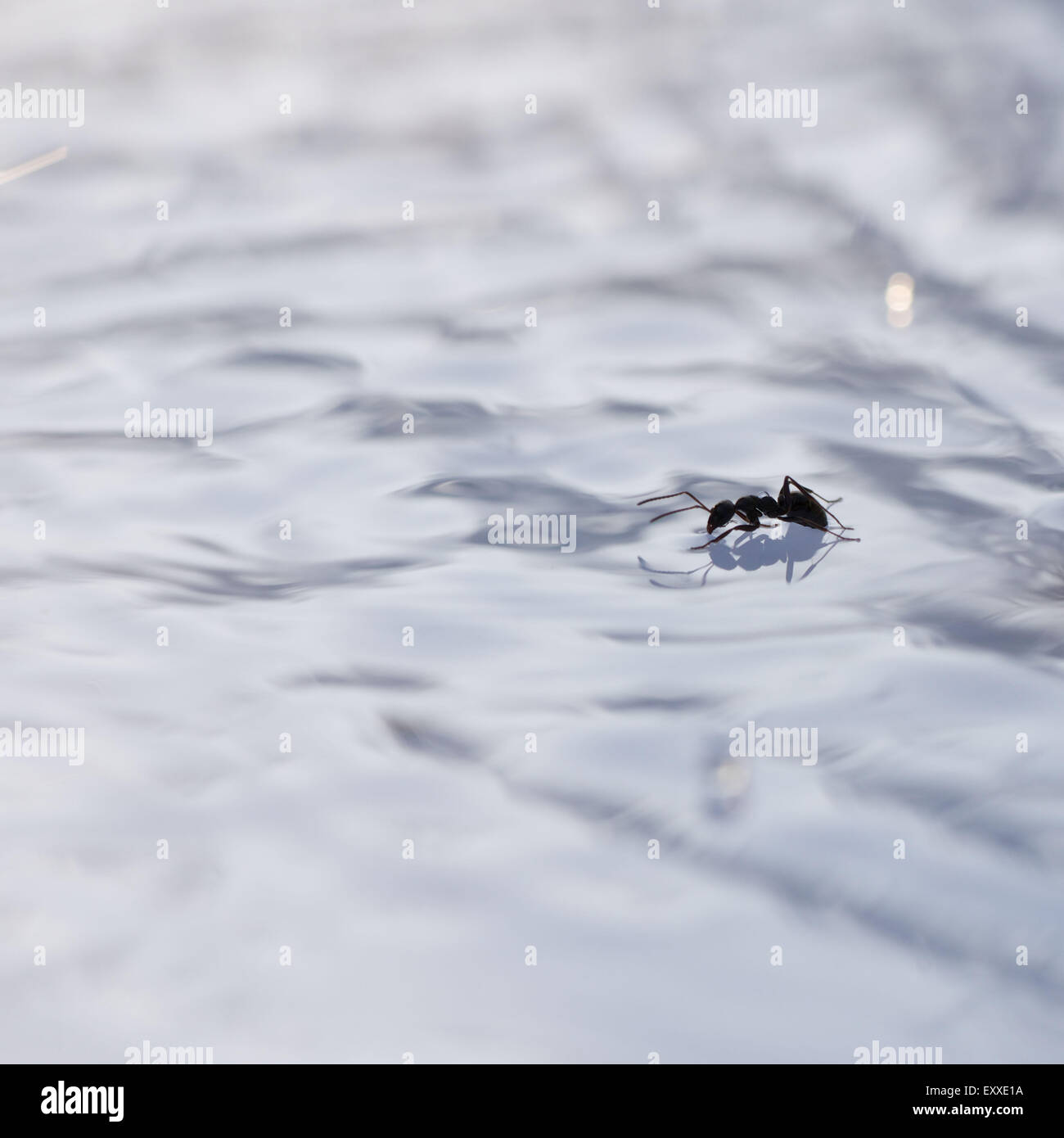 Ant on surface of water, drinking Stock Photo - Alamy