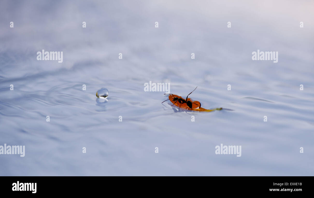 Ant drinking water from leaf floating on surface of water Stock Photo ...
