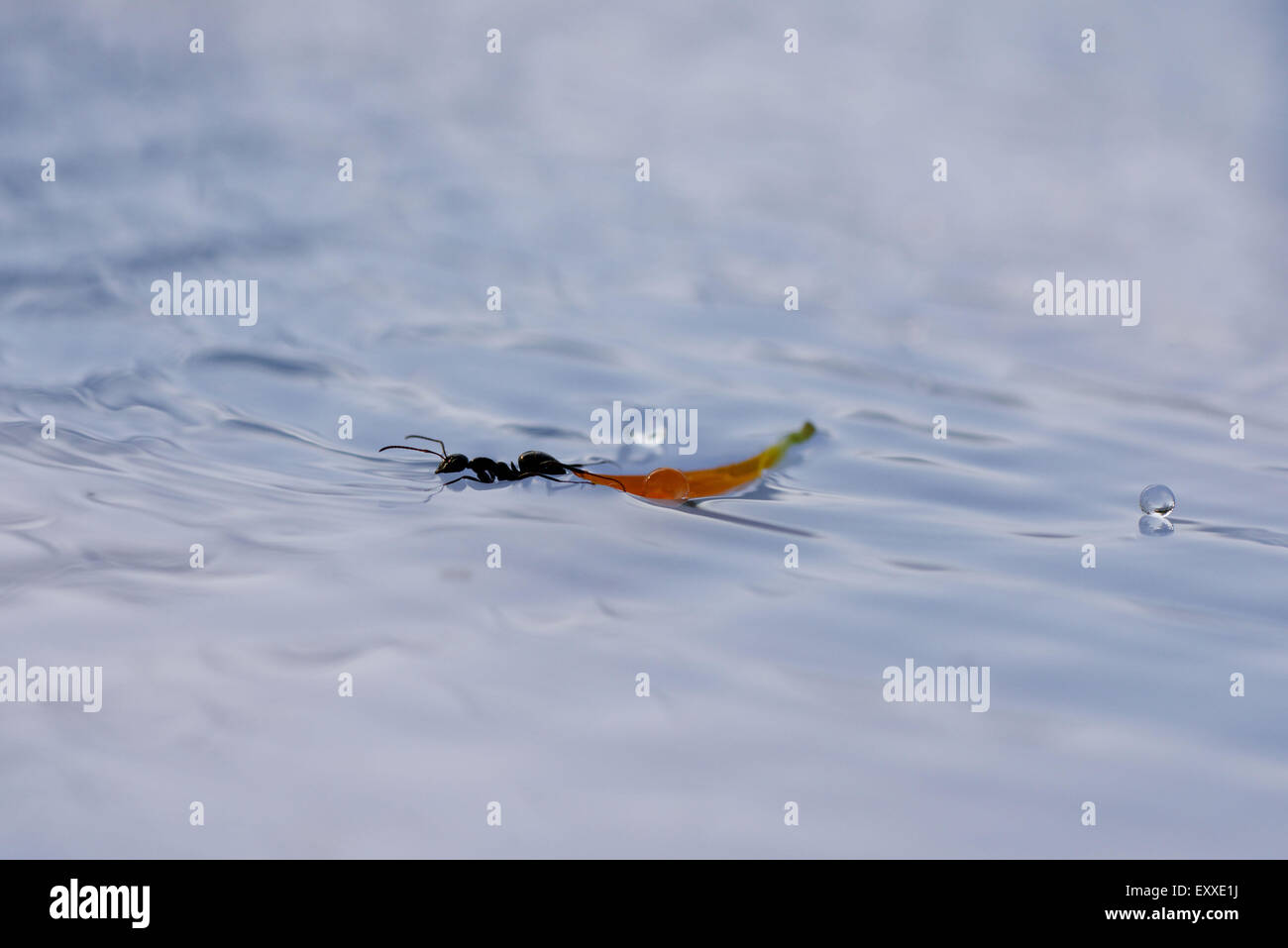 Ant floating on surface of water Stock Photo - Alamy