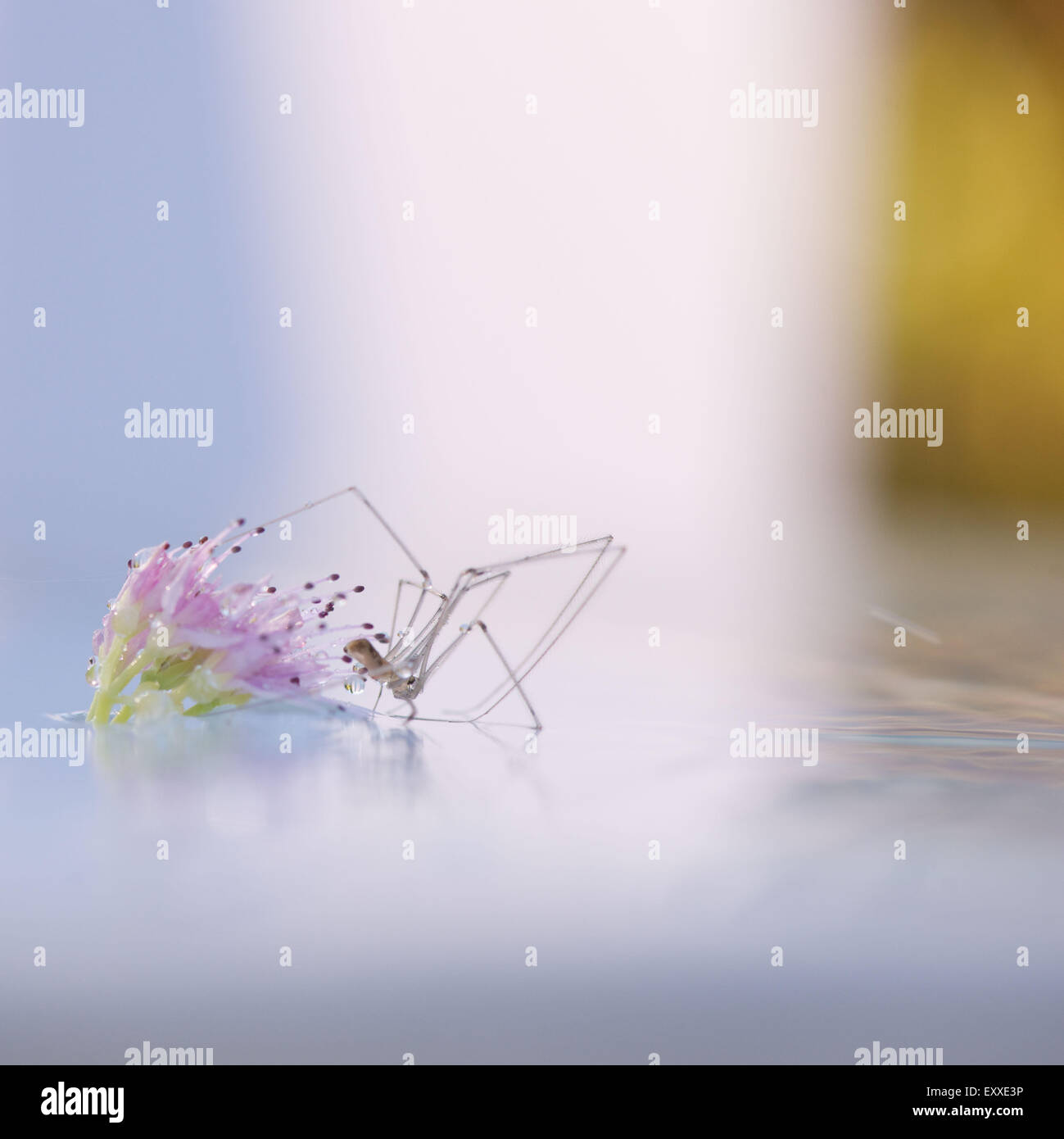Spider not breaking water surface tension hi-res stock photography and ...