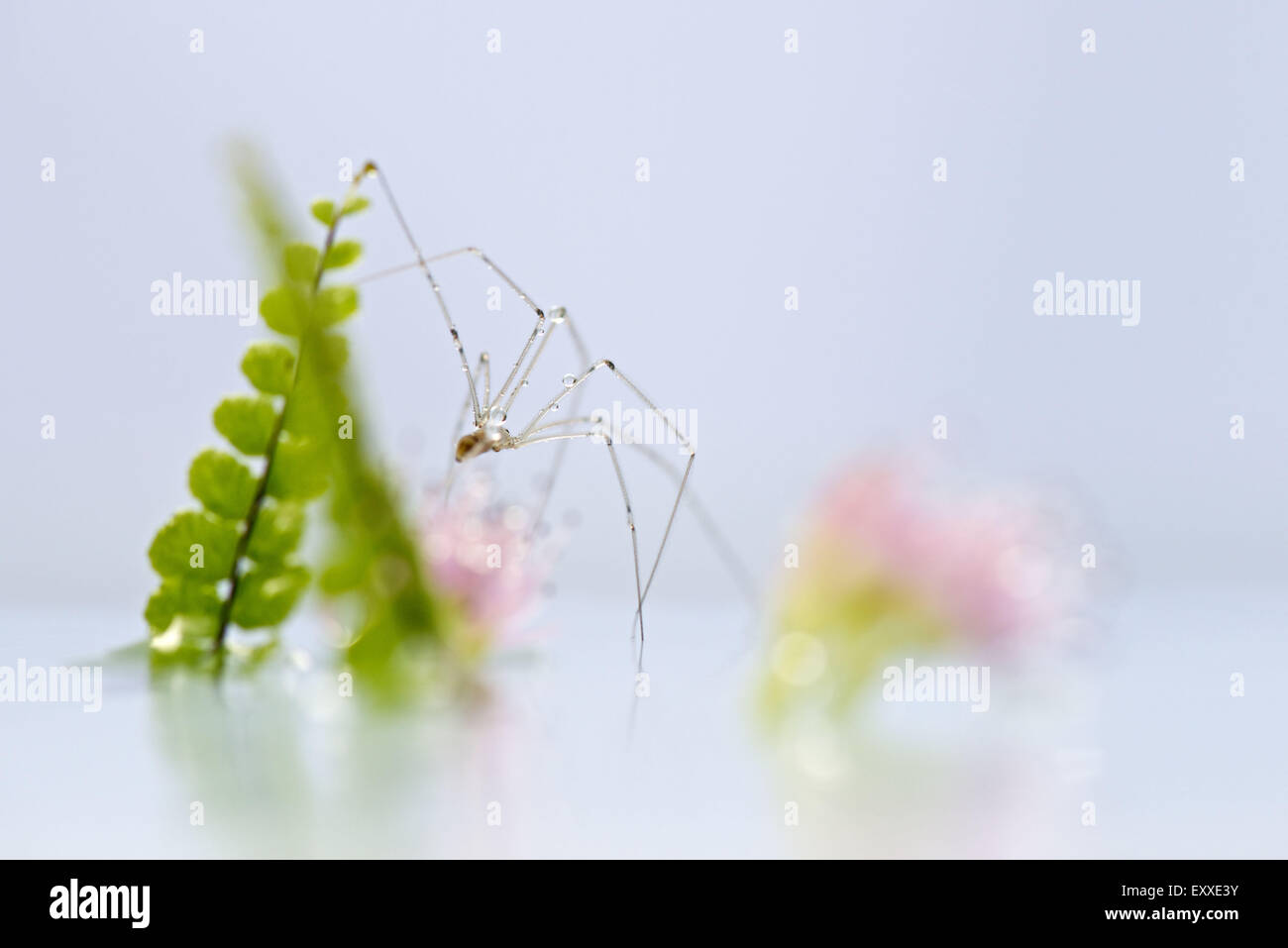 Delicate spider, close-up Stock Photo - Alamy