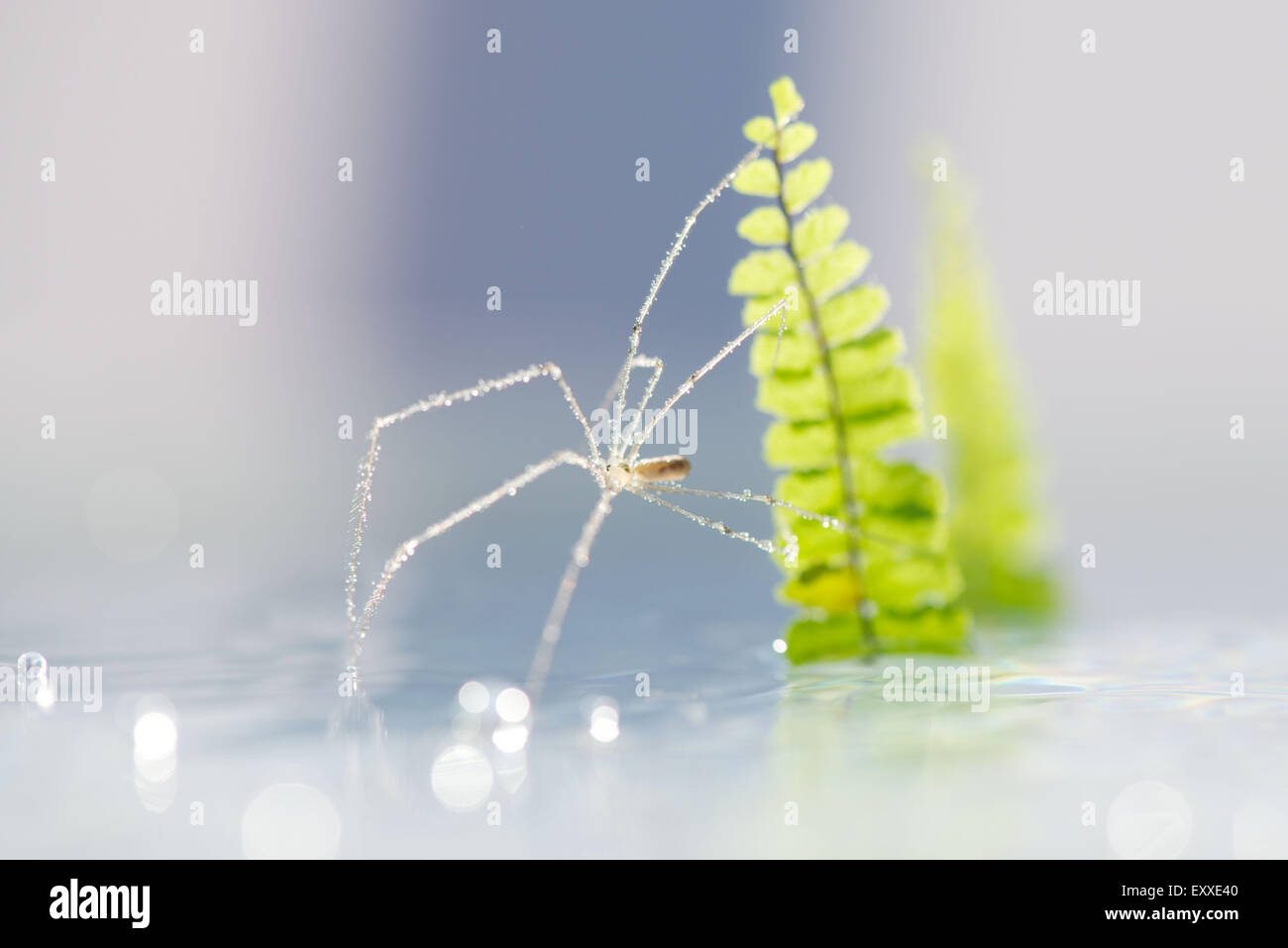 Translucent spider covered in dew drops Stock Photo - Alamy