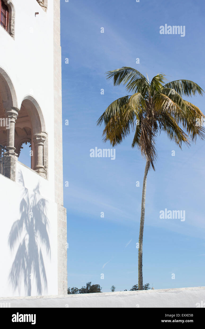 Palm tree growing in tropical destination Stock Photo - Alamy