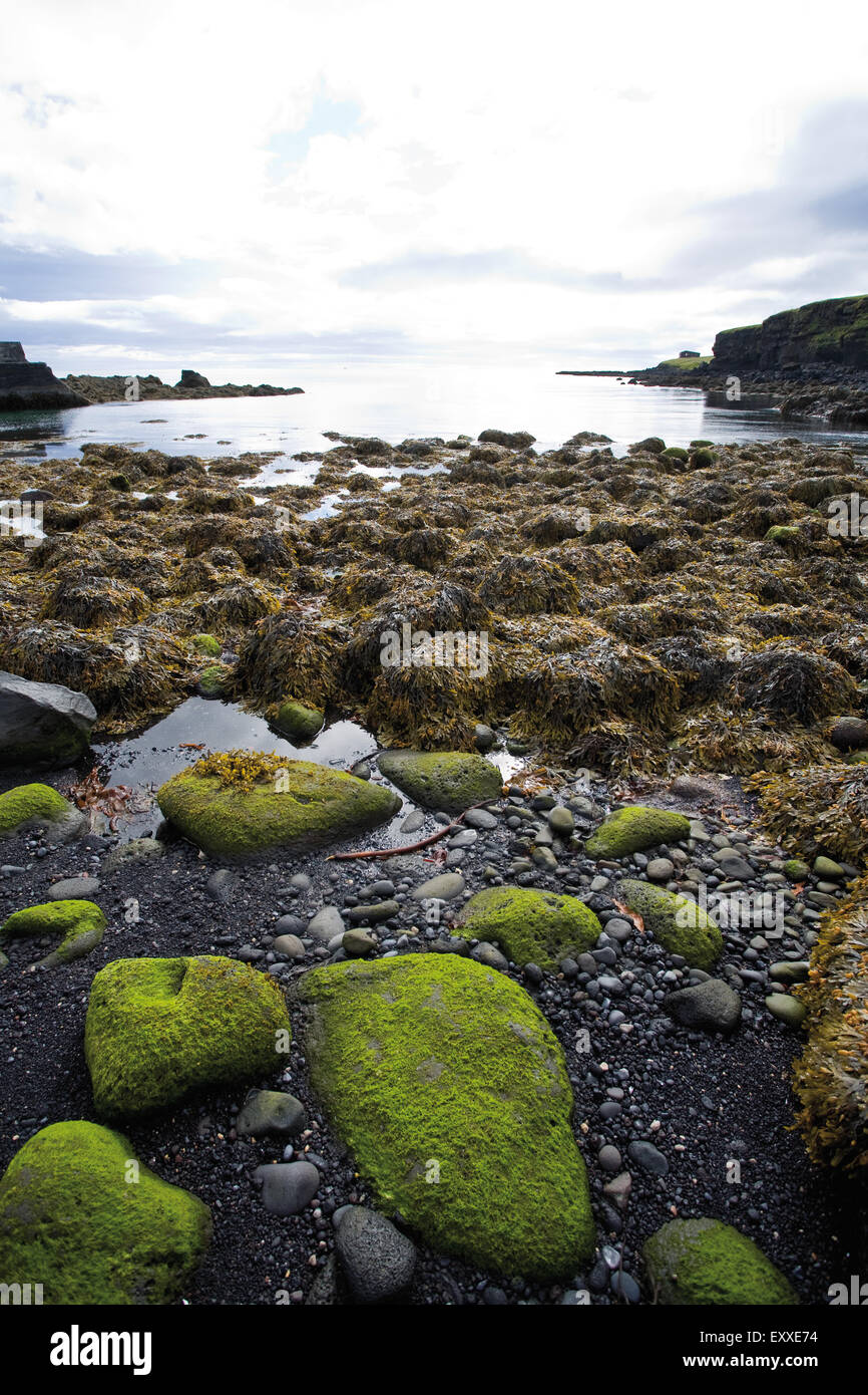 Moss growing on rocky beach, Hellnar, Iceland Stock Photo - Alamy