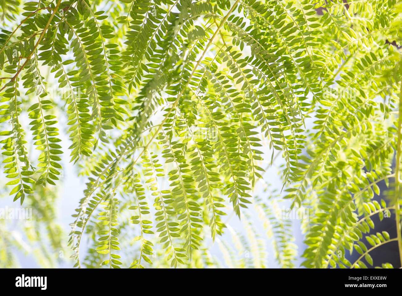 Foliage full hi-res stock photography and images - Alamy