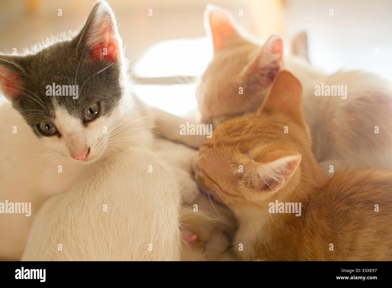 Kittens cuddling with mother cat Stock Photo - Alamy