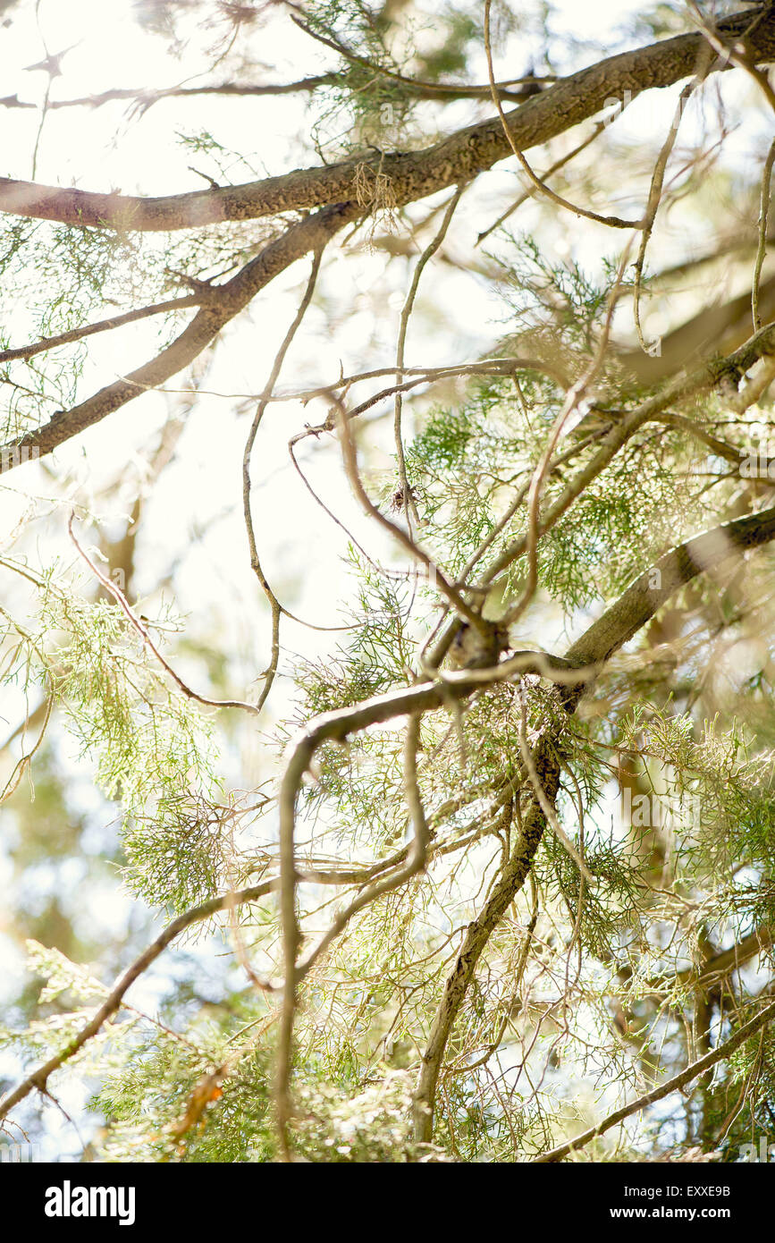 Cedar tree branches Stock Photo - Alamy