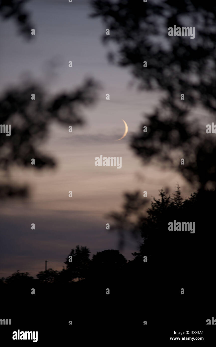 Moon shot through trees hi-res stock photography and images - Alamy