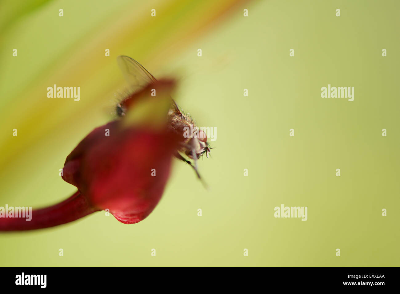 Close-up of fly on leaf Stock Photo - Alamy
