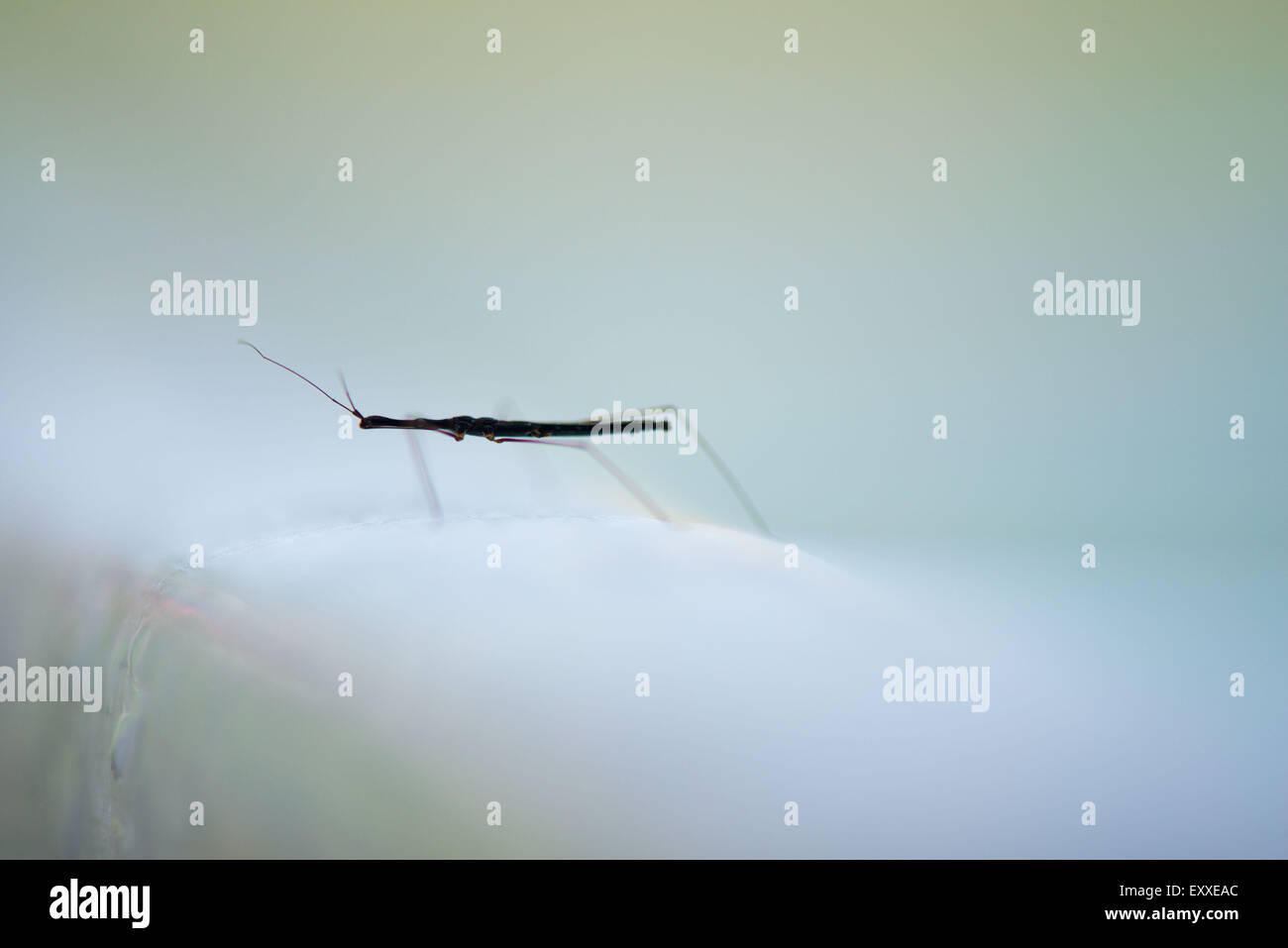 Insect behaviors hi-res stock photography and images - Alamy