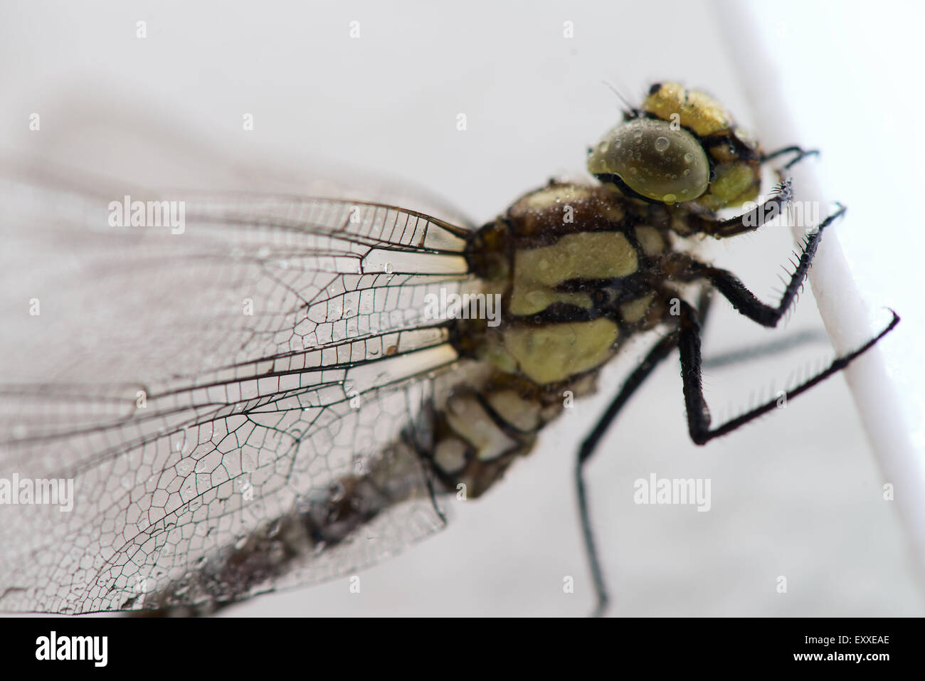 Dragonfly anatomy hi-res stock photography and images - Alamy