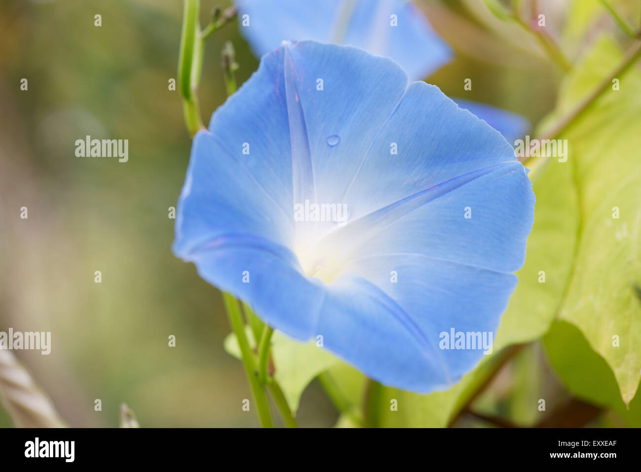 Morning glory flower, close-up Stock Photo - Alamy