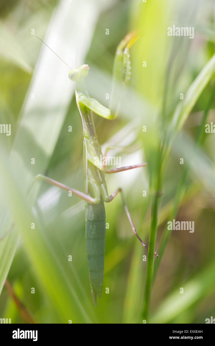 Praying mantis on grass Stock Photo - Alamy