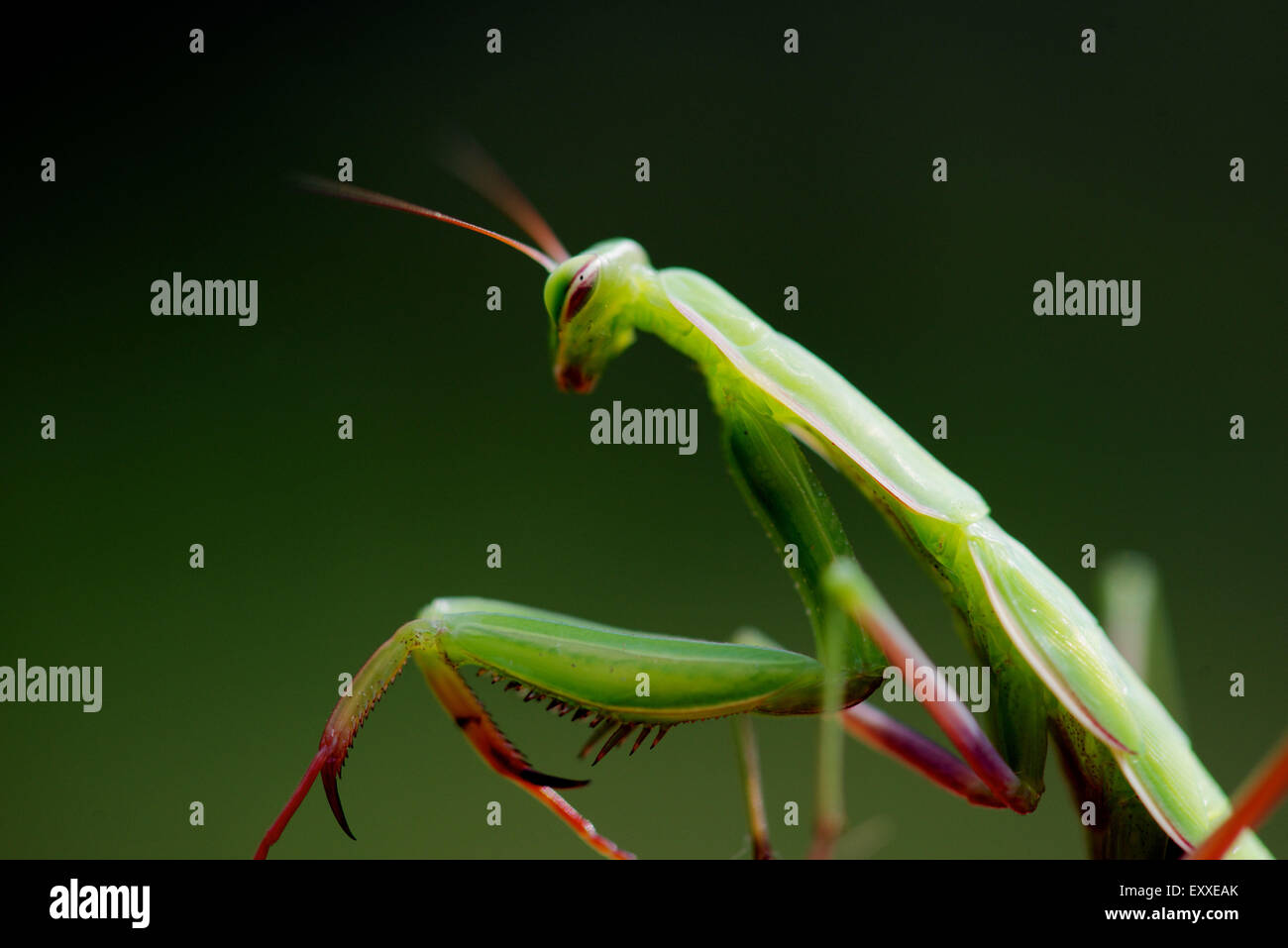 Praying mantis, close-up Stock Photo - Alamy