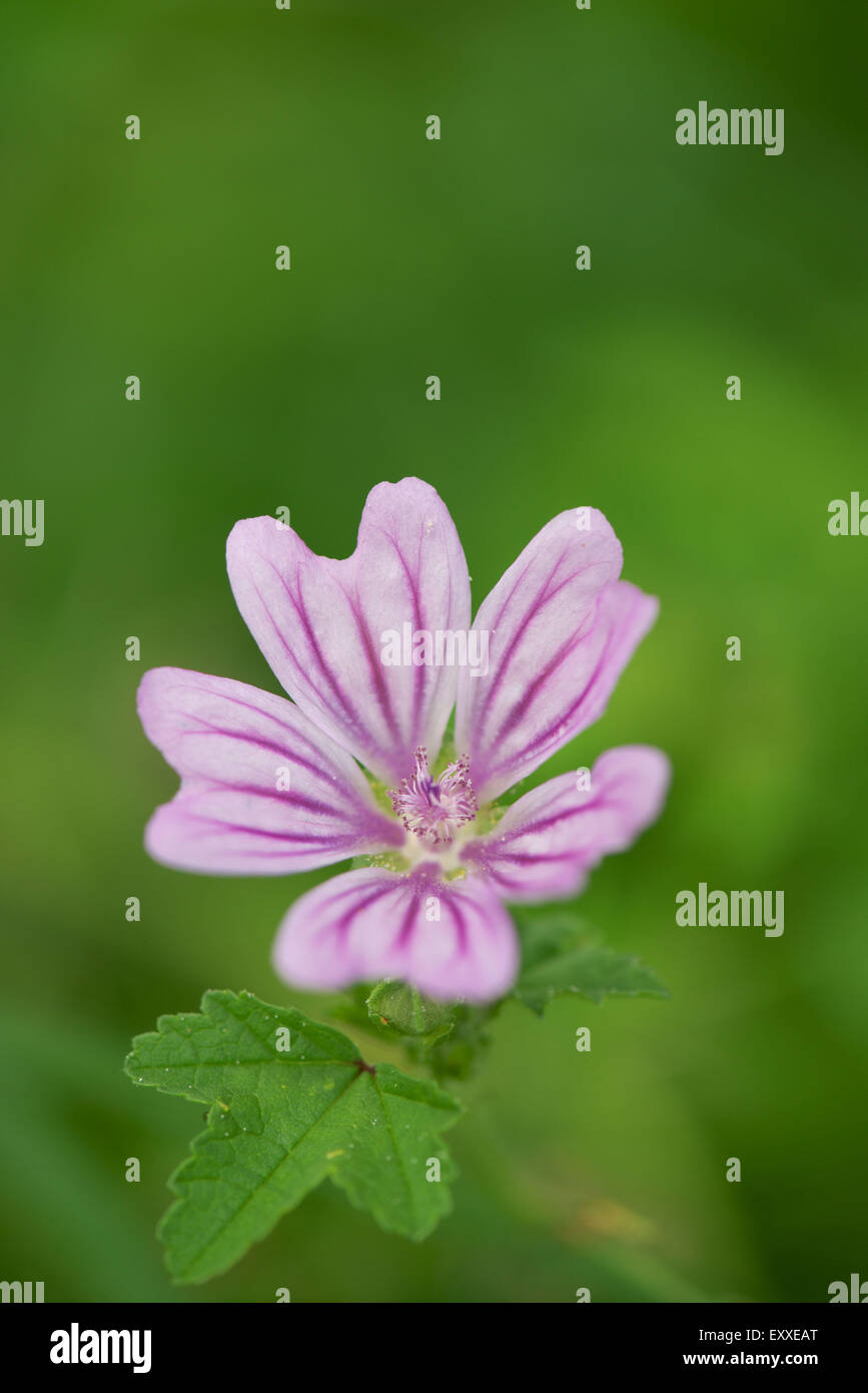 Mallows colour hi-res stock photography and images - Alamy
