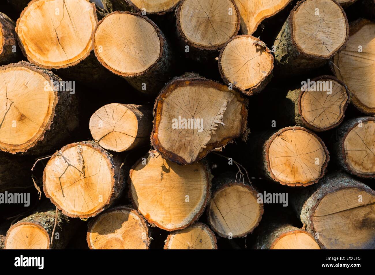 Felling in forest. abstract background of pilled tree trunks Stock ...