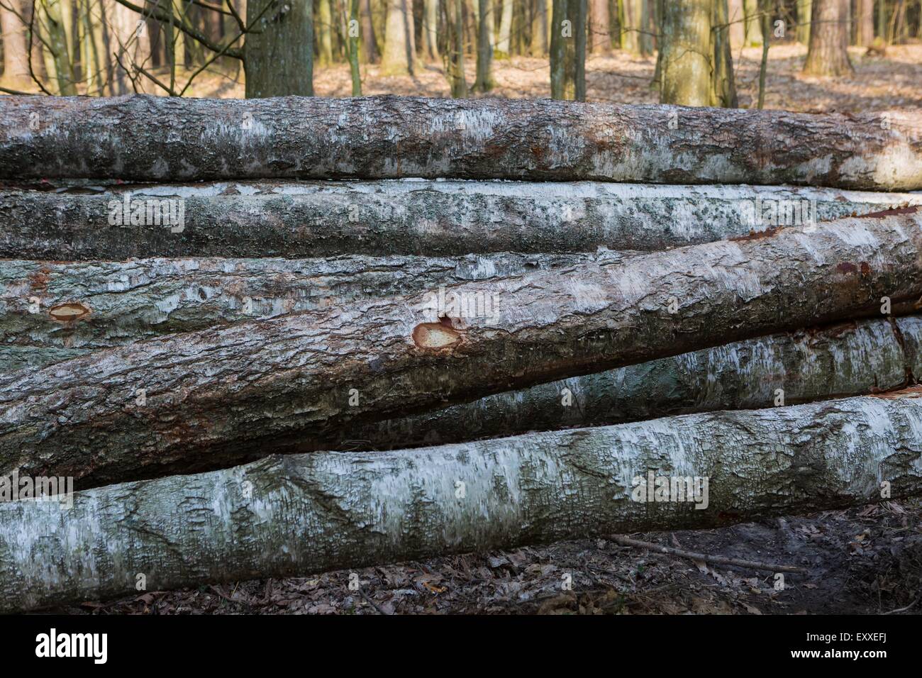 Felling in forest. abstract background of pilled tree trunks Stock ...