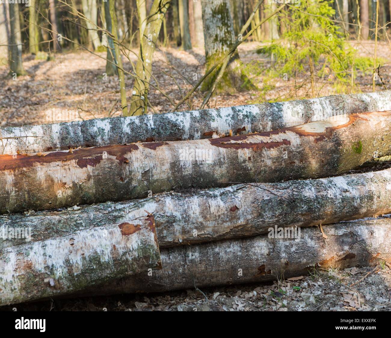 Felling in forest. abstract background of pilled tree trunks Stock ...