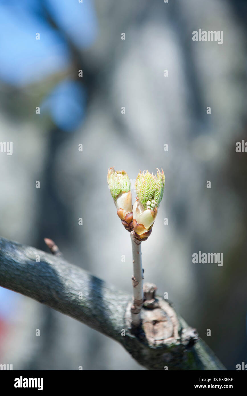 Leaves budding on branch Stock Photo - Alamy