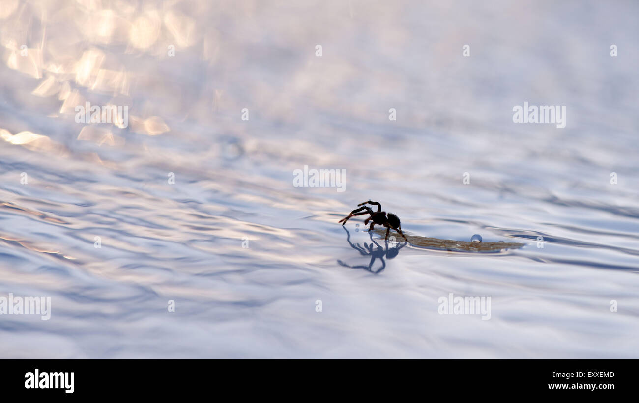 Spider floating on debris in water Stock Photo - Alamy