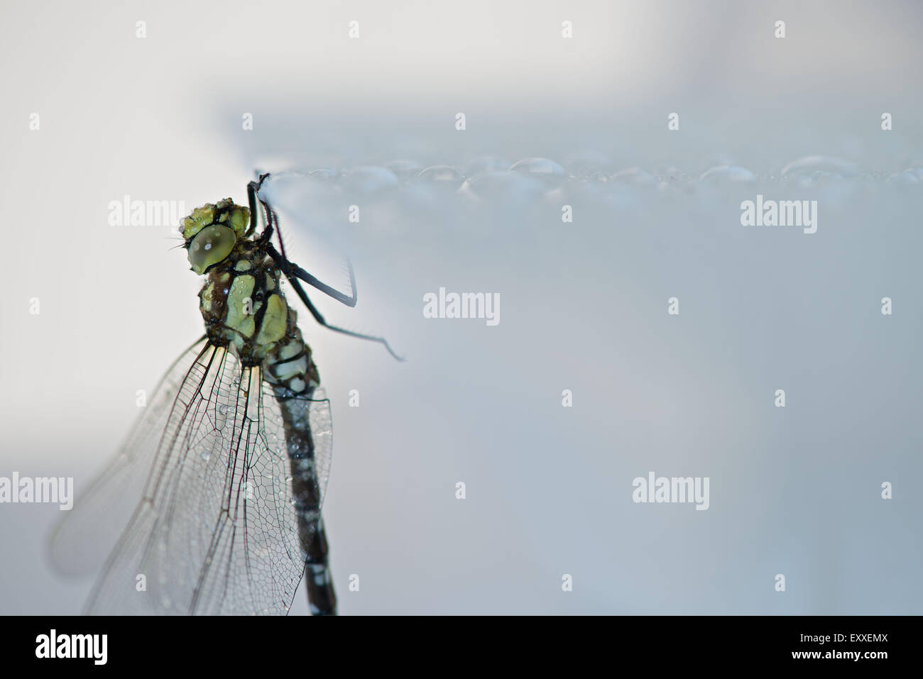 Side shot dragonfly perching hi-res stock photography and images - Alamy