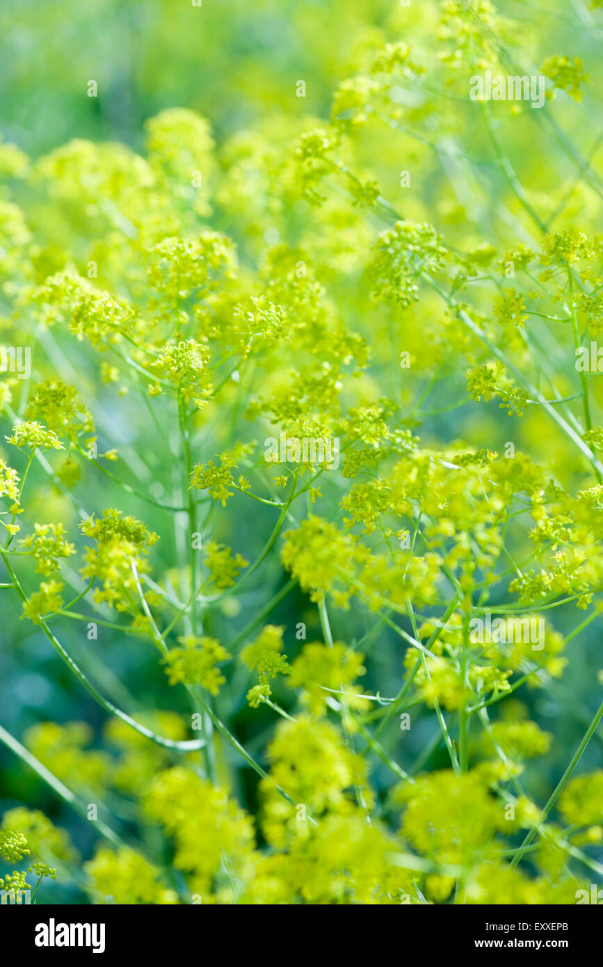 Fennels flower hi-res stock photography and images - Alamy