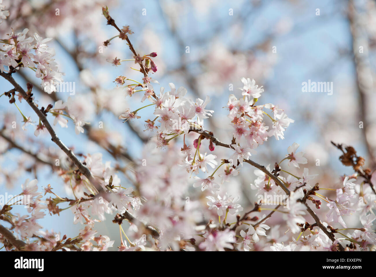 Cropped view branch flowering tree hi-res stock photography and images ...