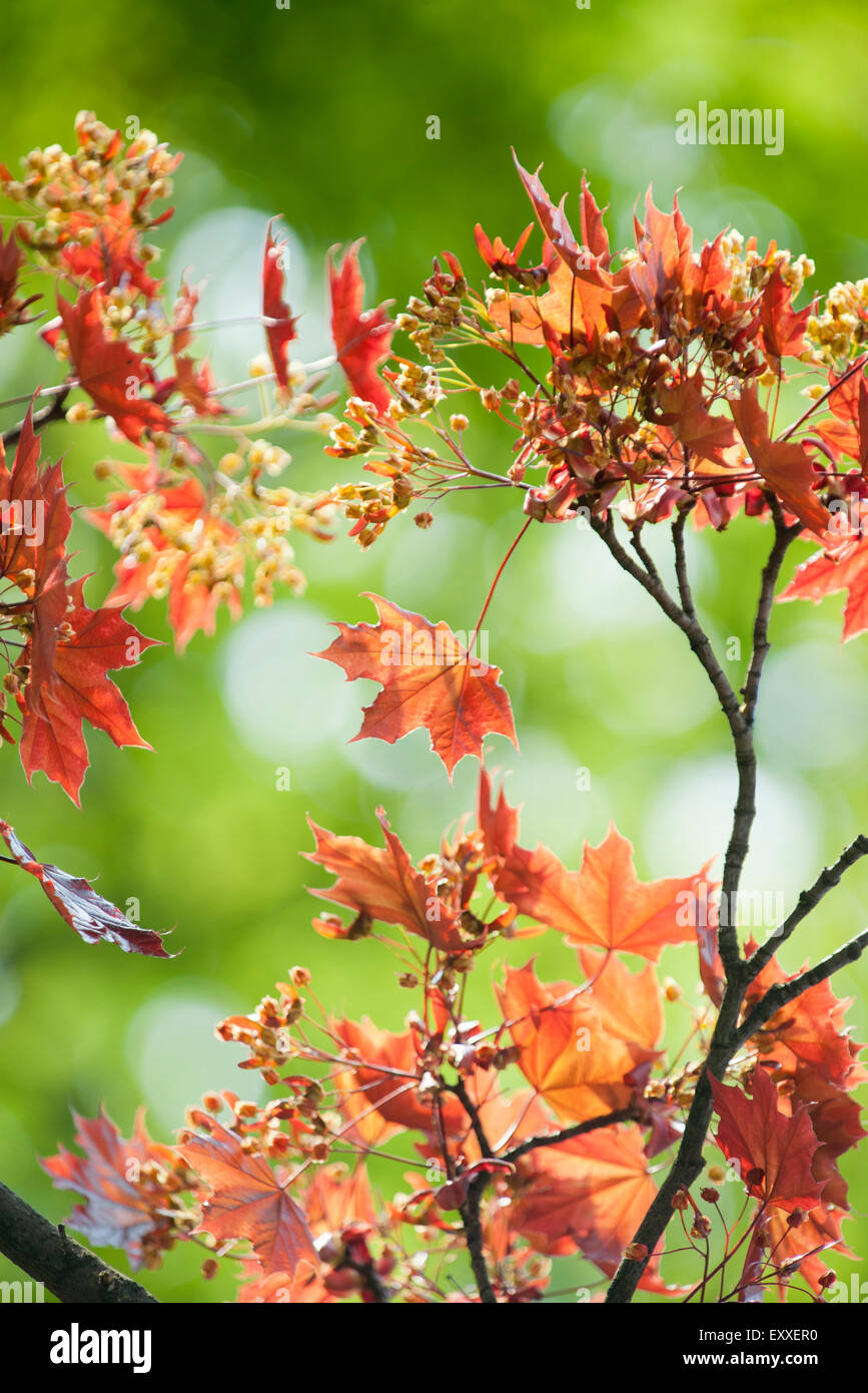 Colourful maple leaf hi-res stock photography and images - Alamy