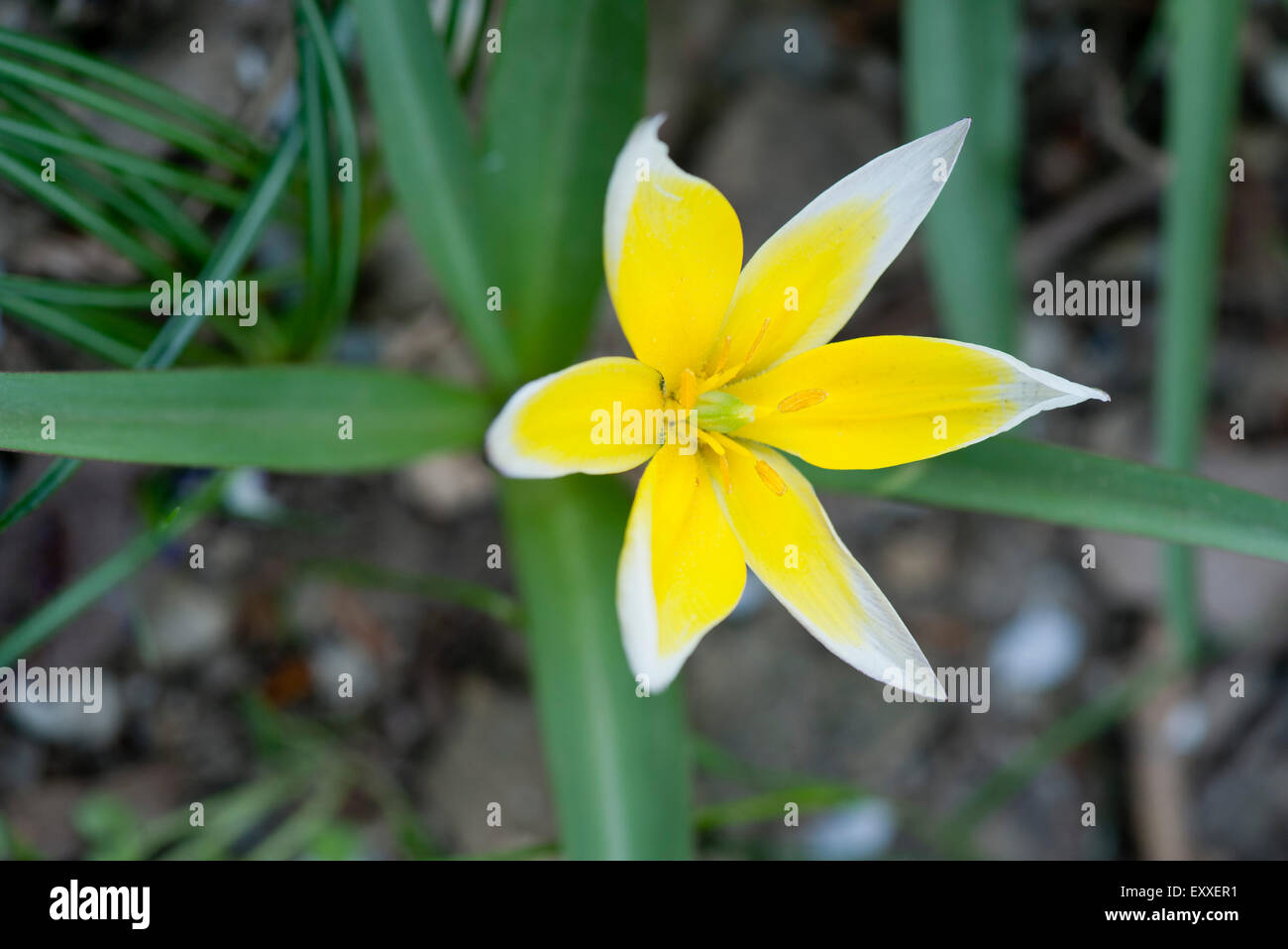 Yellow crocus flower Stock Photo - Alamy