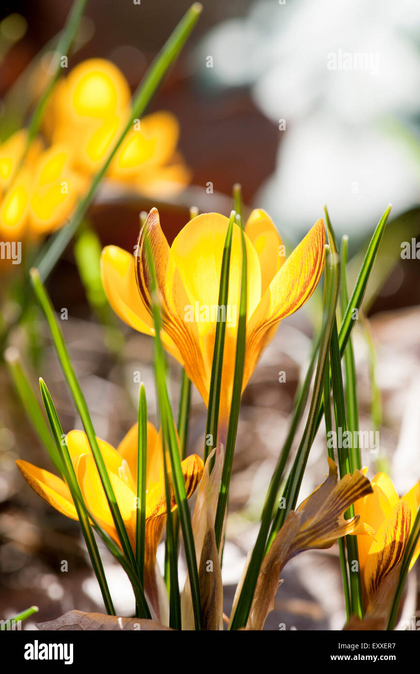Yellow crocus flowers Stock Photo - Alamy