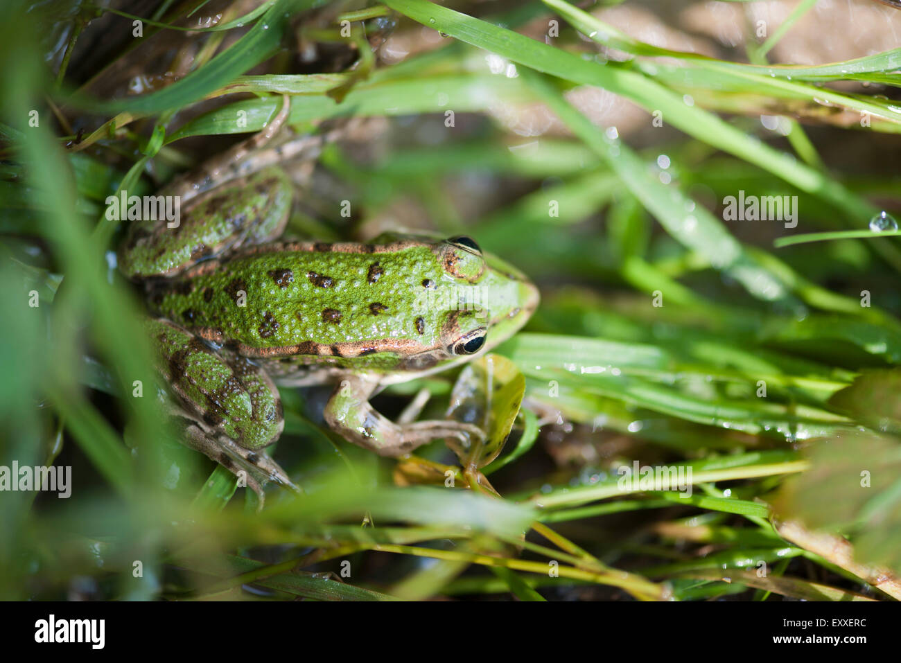 Toad sitting on grass Stock Photo - Alamy
