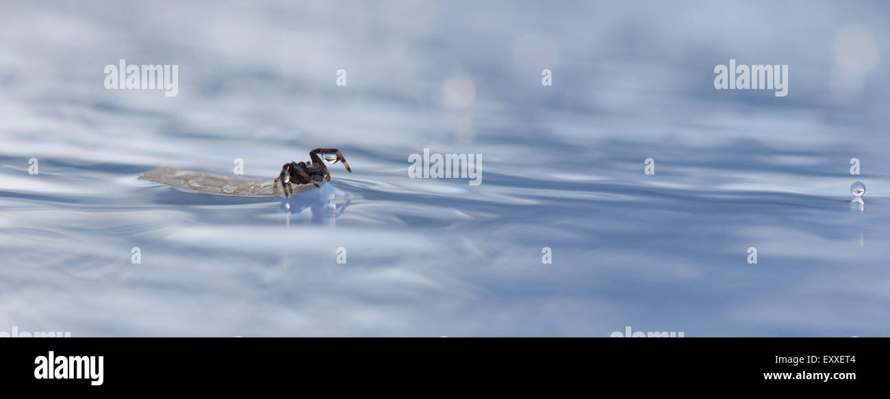 Spider floating on debris in water Stock Photo - Alamy