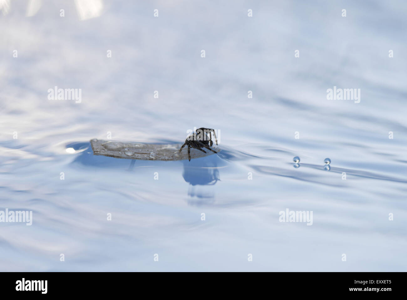 Spider not breaking water surface tension hi-res stock photography and ...