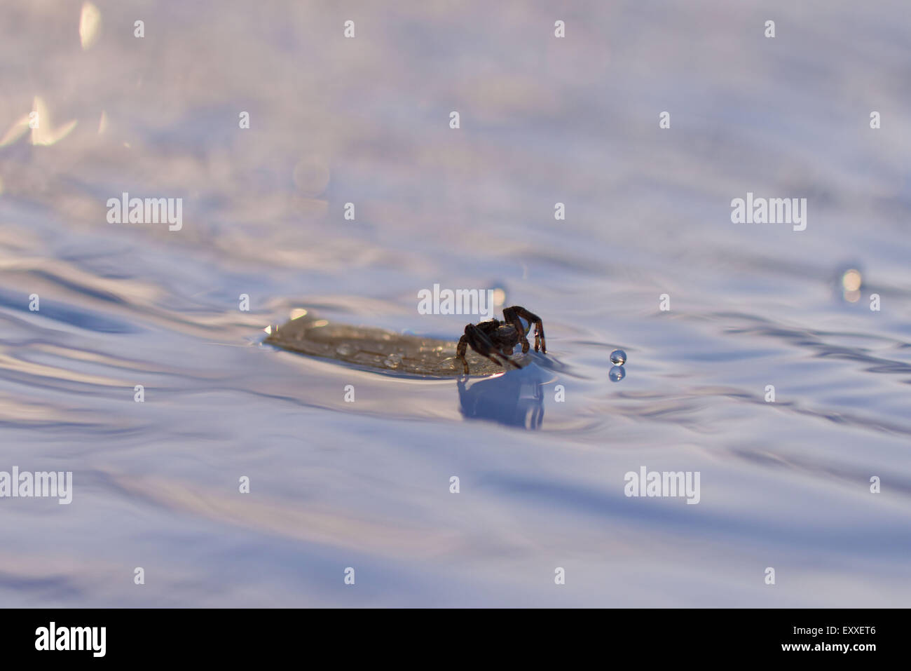 Spider floating on debris in water Stock Photo - Alamy