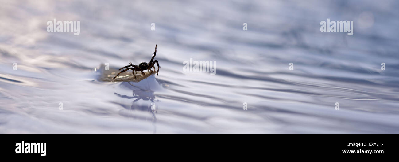 Spider floating on debris in water Stock Photo - Alamy