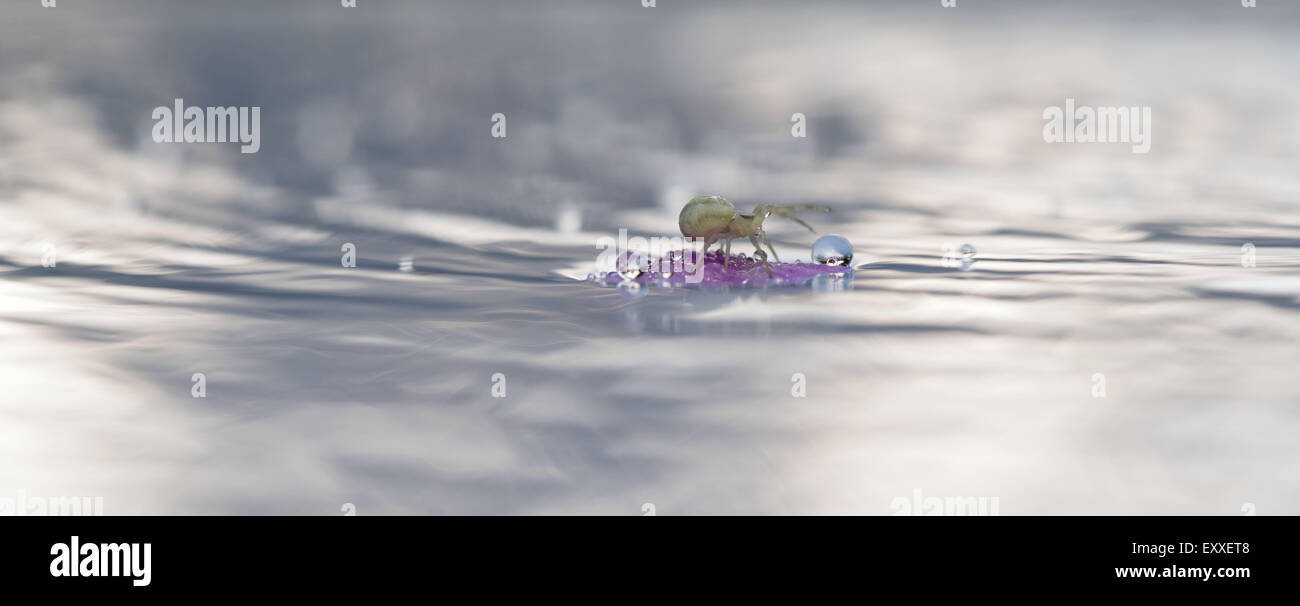 Floating insects hi-res stock photography and images - Alamy