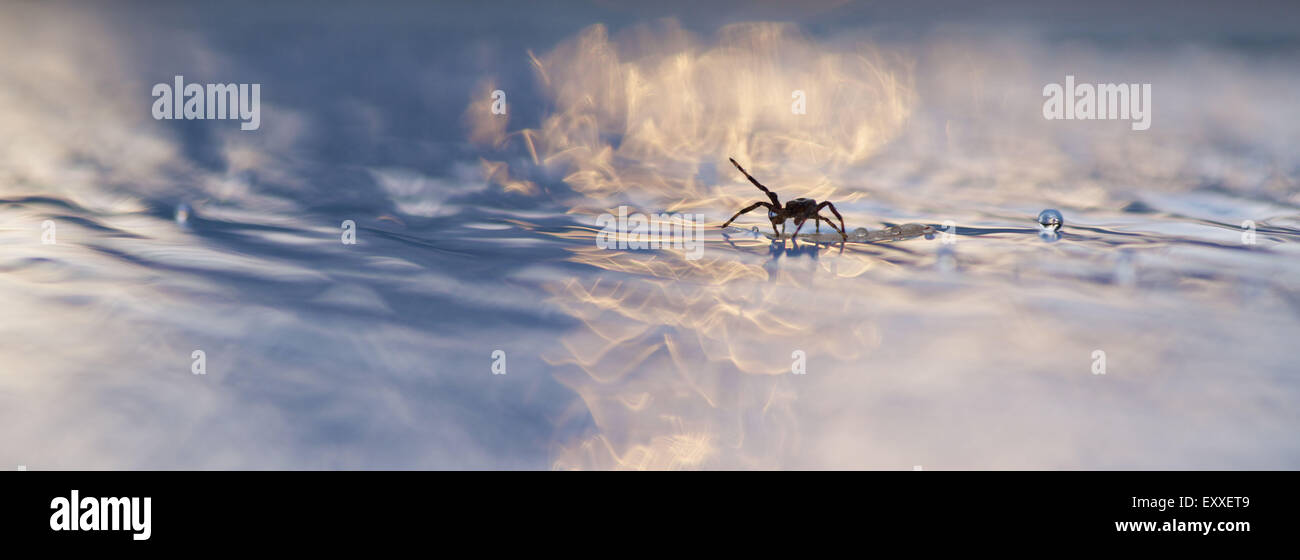 Spider floating on debris in water Stock Photo - Alamy