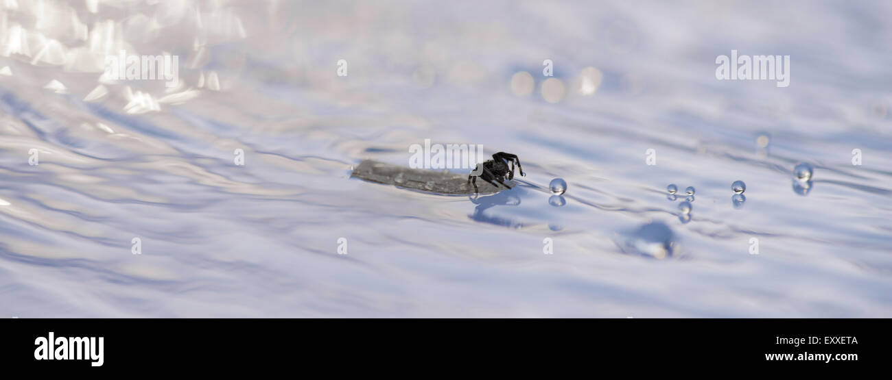 Floating spider hi-res stock photography and images - Alamy