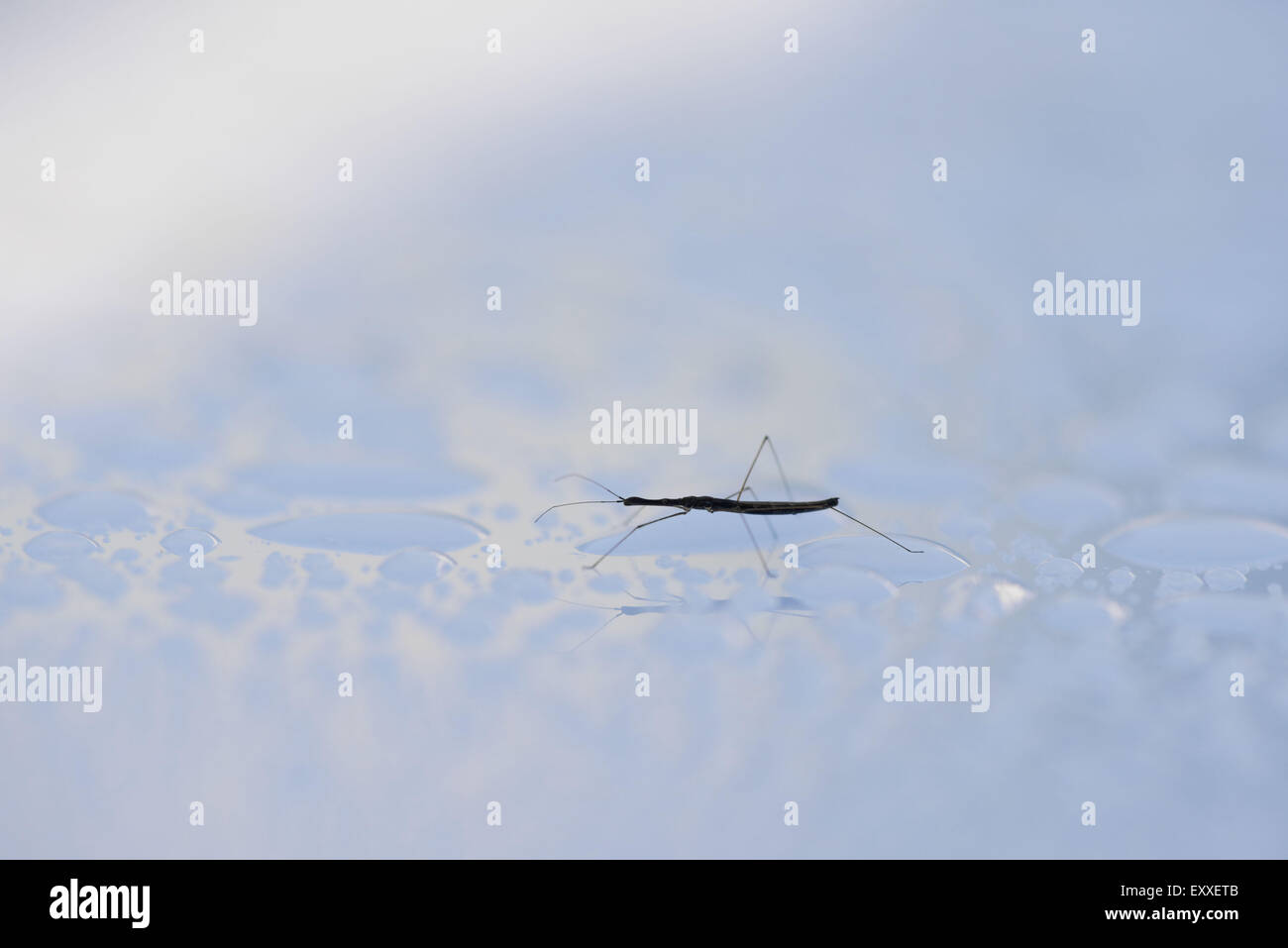 Water striders walking on pond hi-res stock photography and images - Alamy