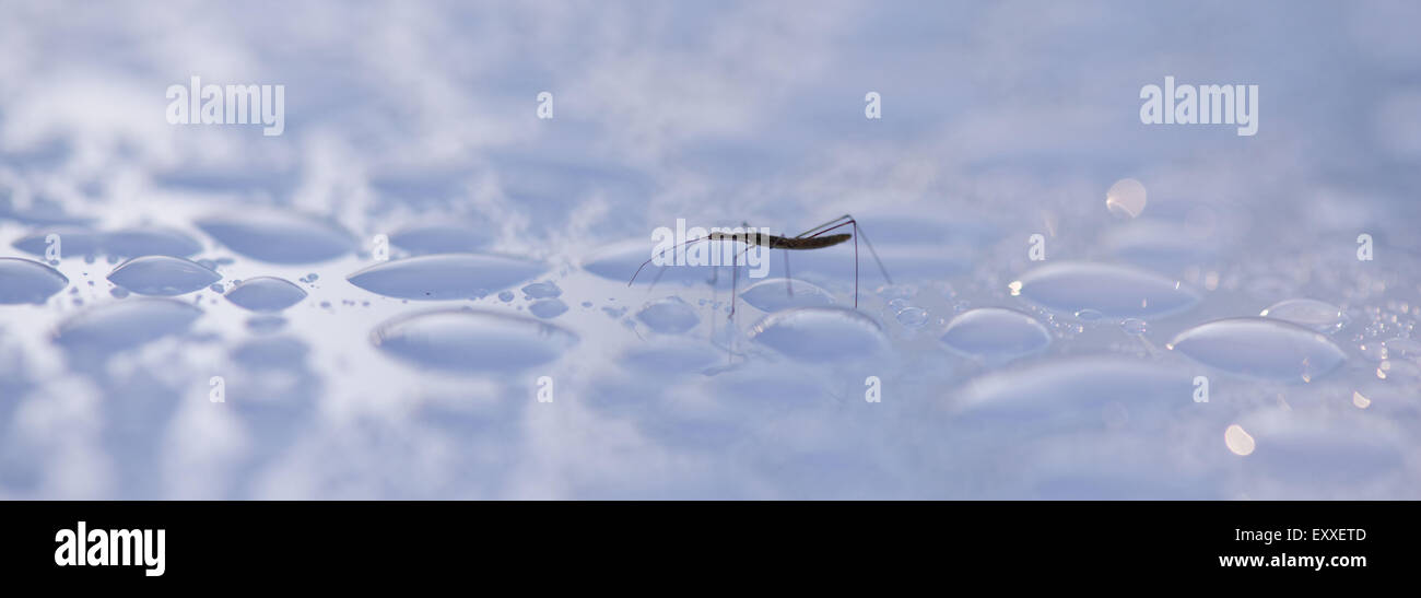 Water striders walking on pond hi-res stock photography and images - Alamy