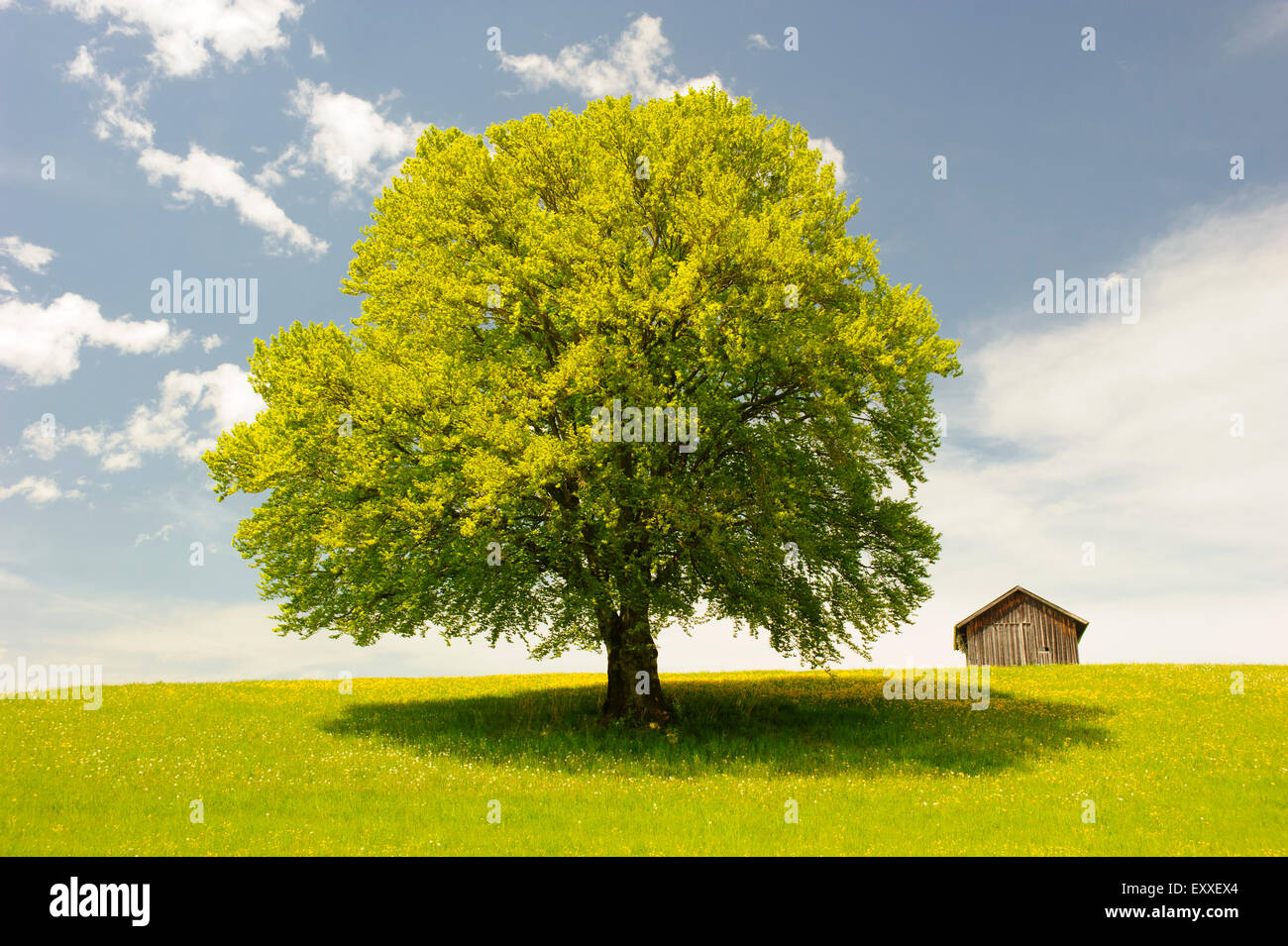 Spring big hi-res stock photography and images - Alamy
