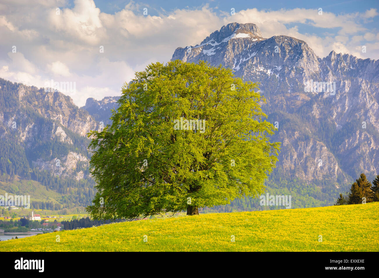 single big beech tree in meadow at spring Stock Photo - Alamy