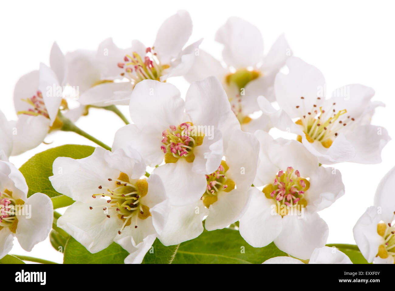Pear tree branch isolated hi-res stock photography and images - Alamy