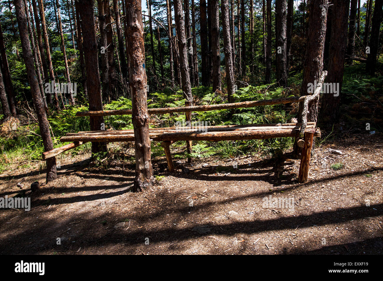 Wooden bench in pine forest in summer, Forest landscape Stock Photo - Alamy