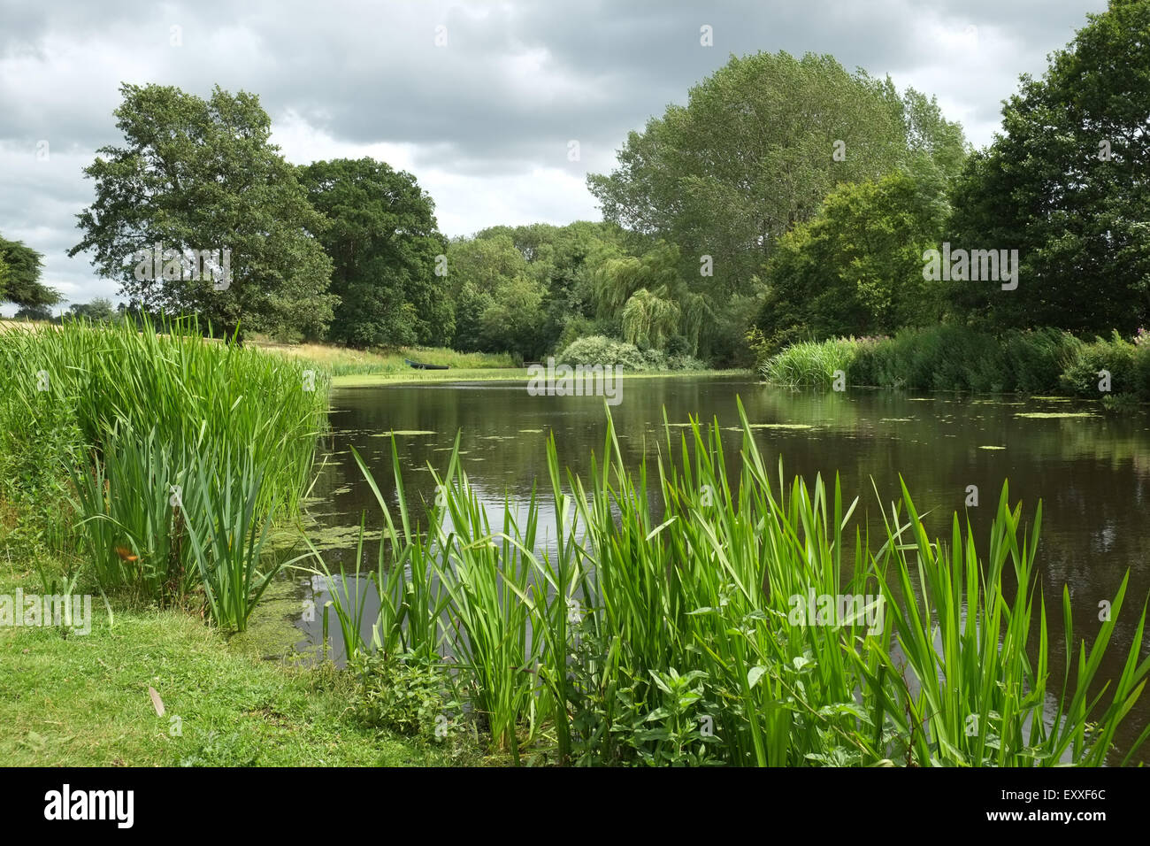 Pond life england hi-res stock photography and images - Alamy