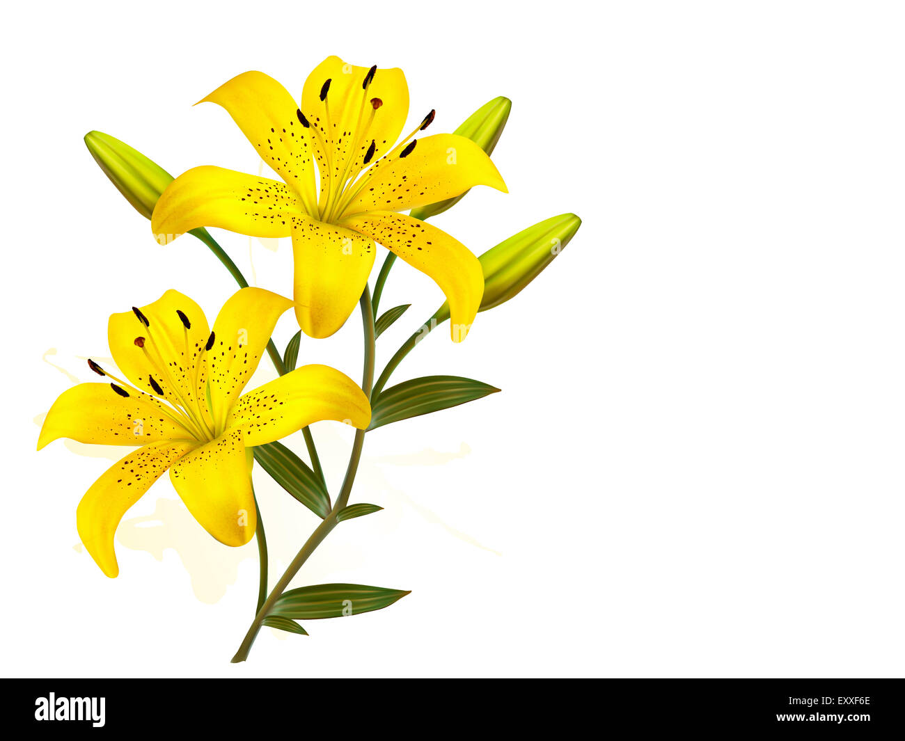 Flower Background With Yellow Beautiful Lilies. Vector Stock Photo - Alamy