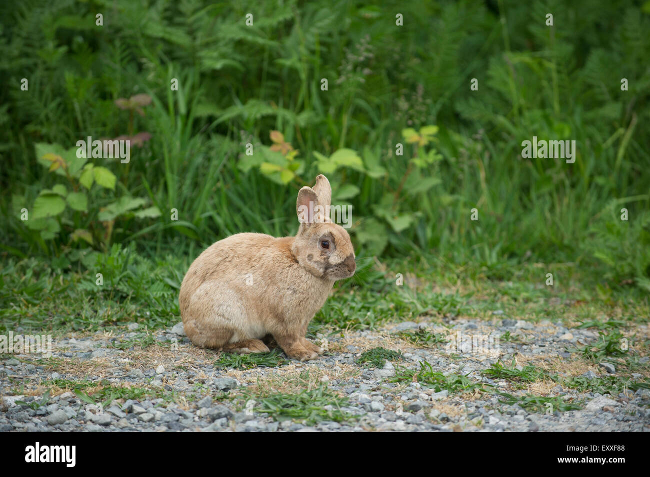 Wild american rabbits hi-res stock photography and images - Alamy