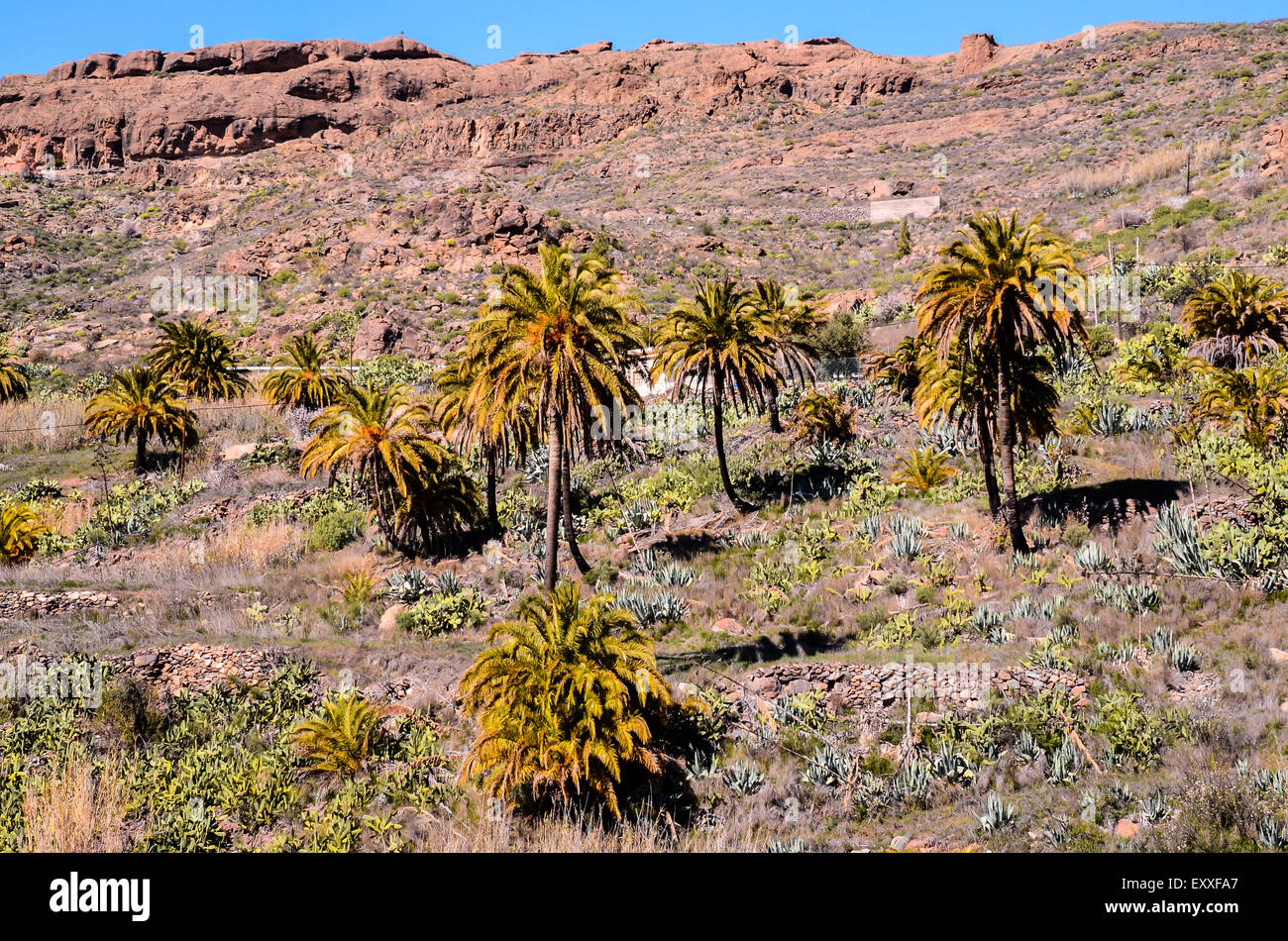 Green Palm Canarian Tree Stock Photo - Alamy