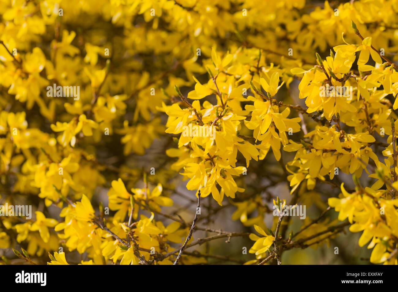 Forsythia hi-res stock photography and images - Alamy
