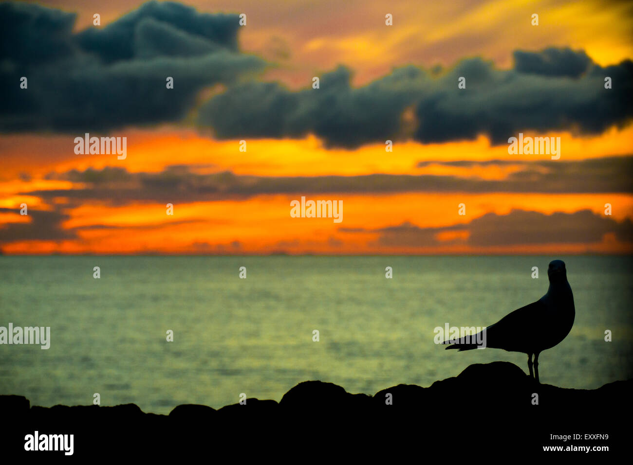 Gull silhouette hi-res stock photography and images - Alamy